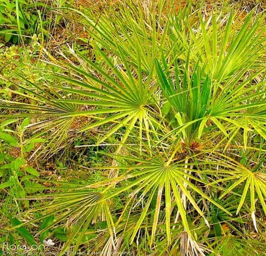 Fast Growing Palm Trees for a Speedy Tropical Landscape