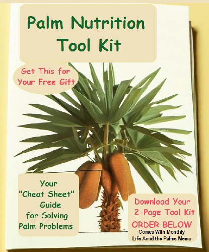 Landscaping With Palm Trees - Top Planning Ideas!