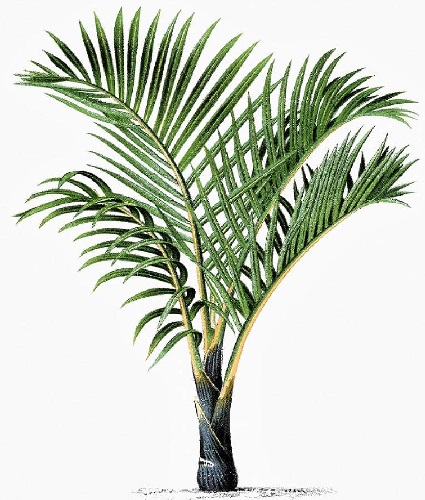 Different Kinds of Palm Trees For Your Tropical Needs