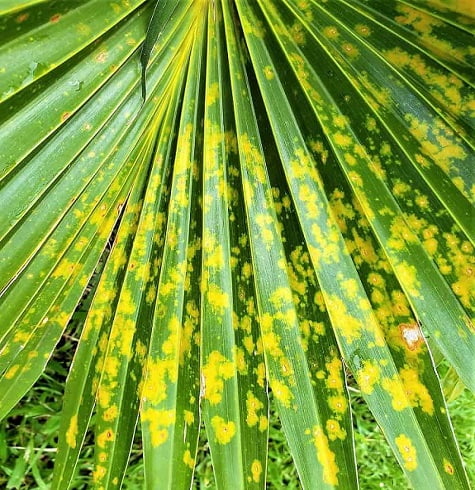 Different Kinds of Palm Trees For Your Tropical Needs