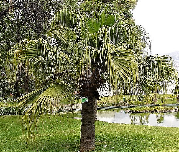 Landscaping With Palm Trees - Top Planning Ideas!