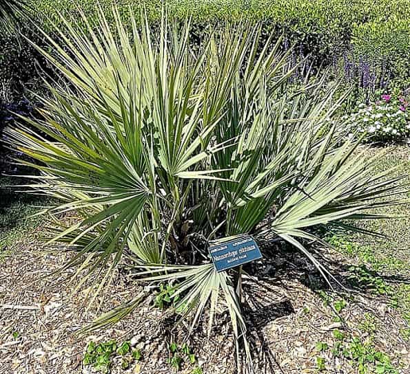 Landscaping With Palm Trees - Top Planning Ideas!