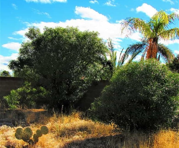 Desert With Palm Trees - World-Wide! Any Puzzling?