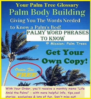 Palm Tree Species - Have You Heard of These Palms?