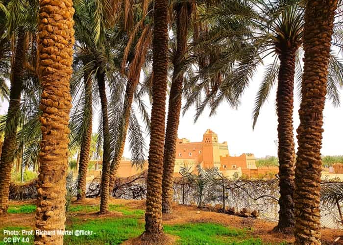 Desert With Palm Trees - World-Wide! Any Puzzling?