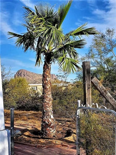 Where Do Palm Trees Grow? Likely More Places Than You Thought!