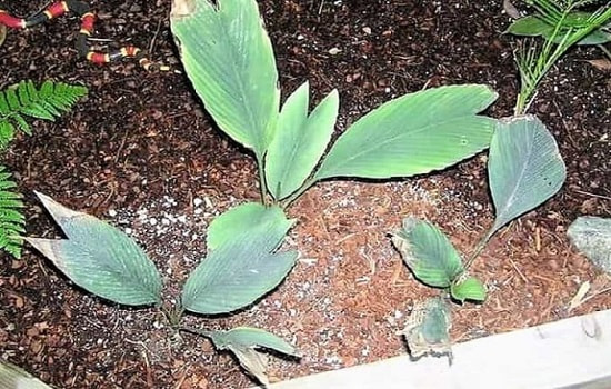 How to Identify Palm Trees - Best Guide to Essentials