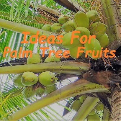 Palm Trees - Fun Mission For A Journey's Passion